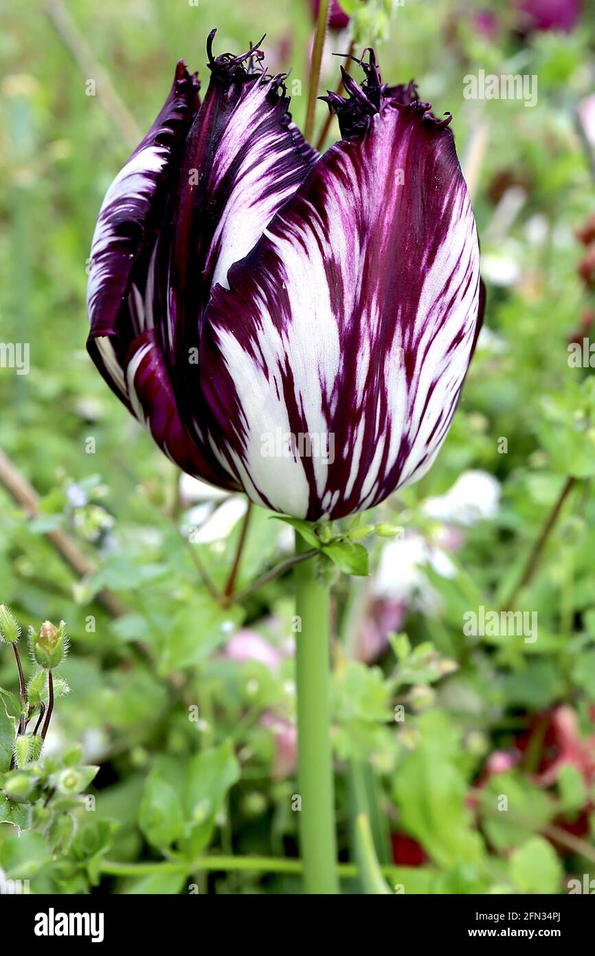 Tulip purple circus hi-res stock photography and images - Alamy