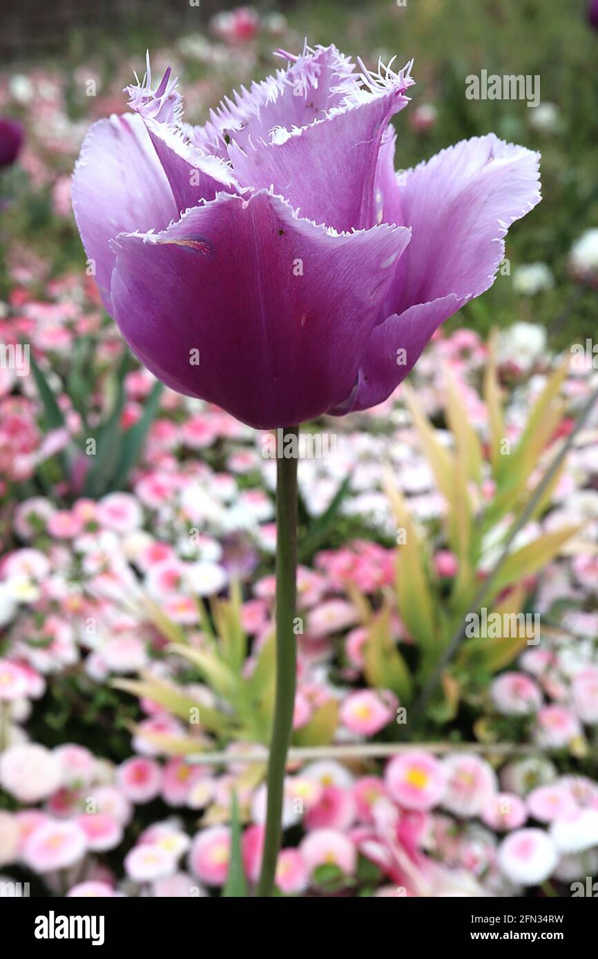 Fringed tulip blue heron hi-res stock photography and images - Alamy