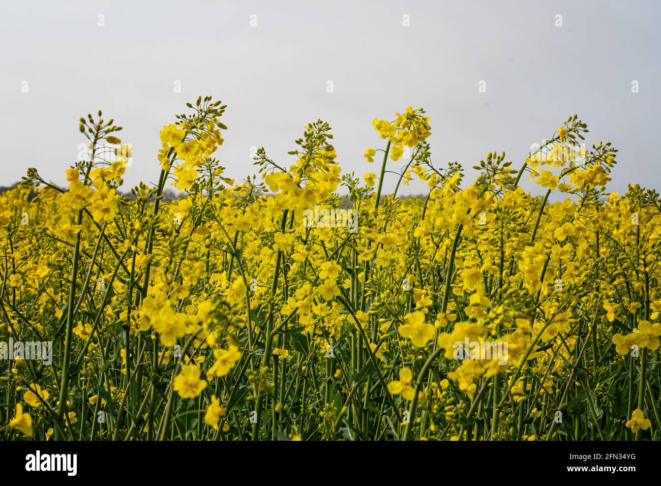 Helsingborg flower hi-res stock photography and images - Alamy