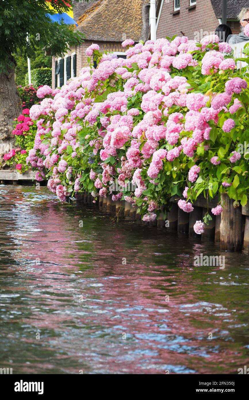 Vertical shot of pink hydrangea flowers near stream Stock Photo - Alamy