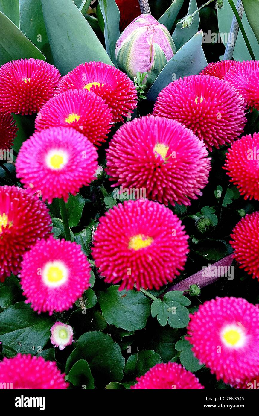 Tulipa ‘Ice Cream’ Double late 11 Ice Cream tulip – peony form double ...