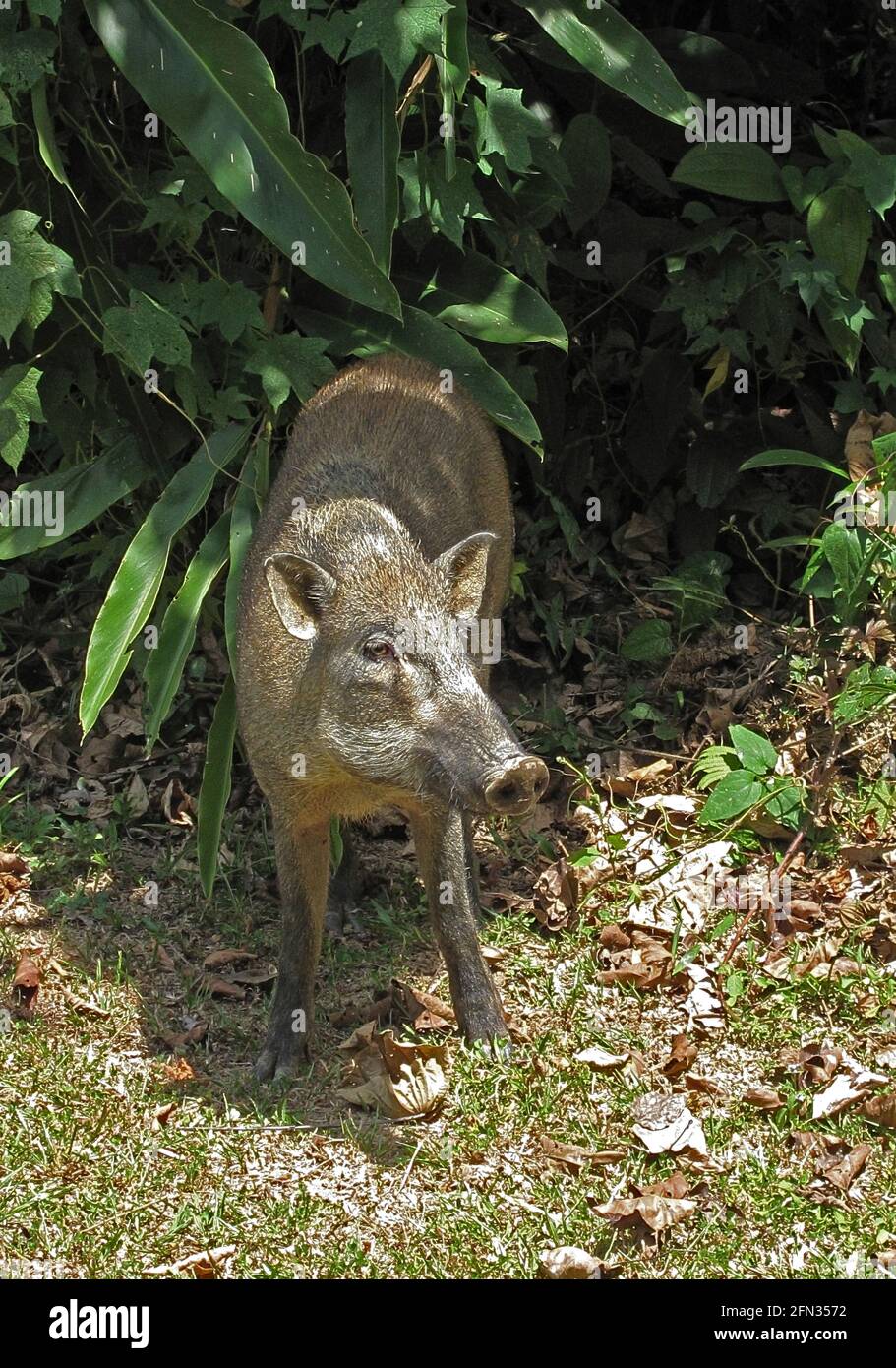 East sus hi-res stock photography and images - Alamy