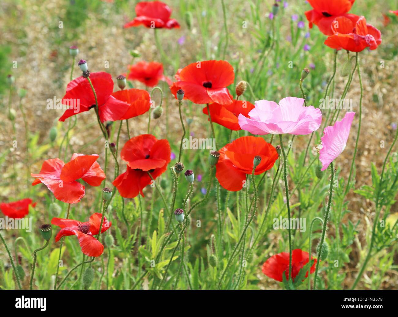 Red and pink poppy flowers Stock Photo - Alamy