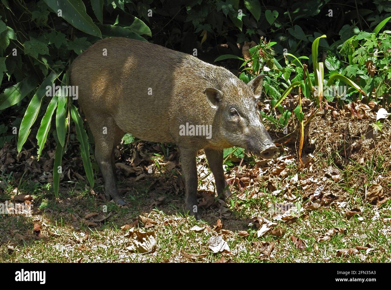 Wild Boar (Sus scrofa vittatus) young adult at forest edge Taman Negara ...