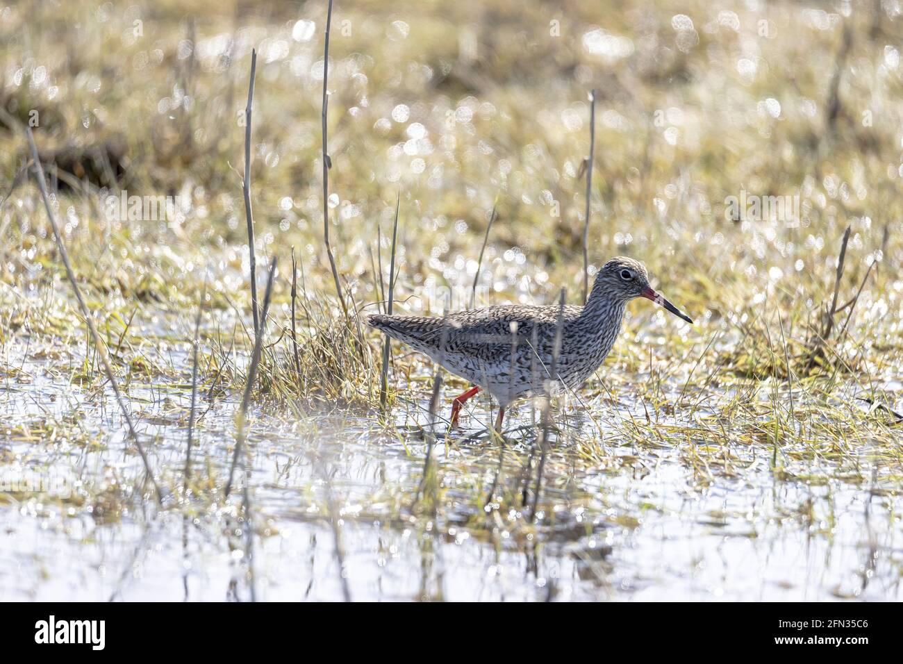 Common redshank searching for food in the swamp Stock Photo - Alamy