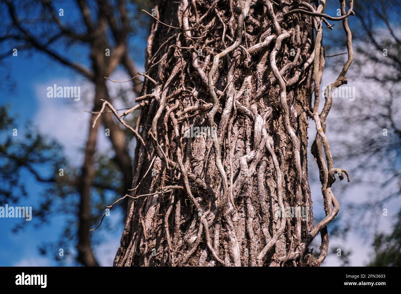 Weird leaf hi-res stock photography and images - Alamy