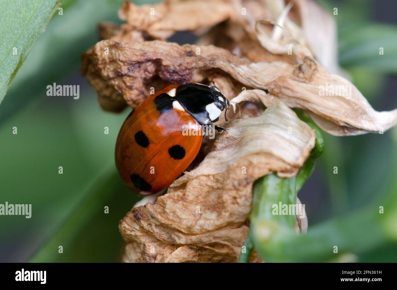 Ladybird history hi-res stock photography and images - Alamy