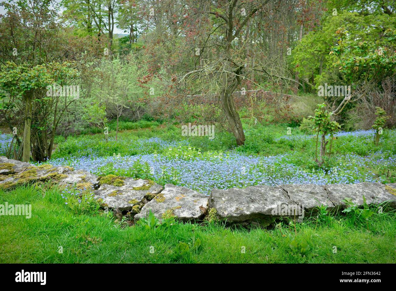 Field Mouse and Forget Me Nots Yorkshire England Stock Photo - Alamy