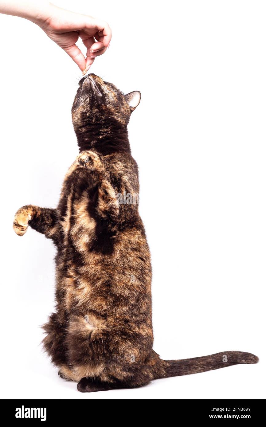A mottled tortoiseshell cat sniffs the female hand of its owner. Close ...