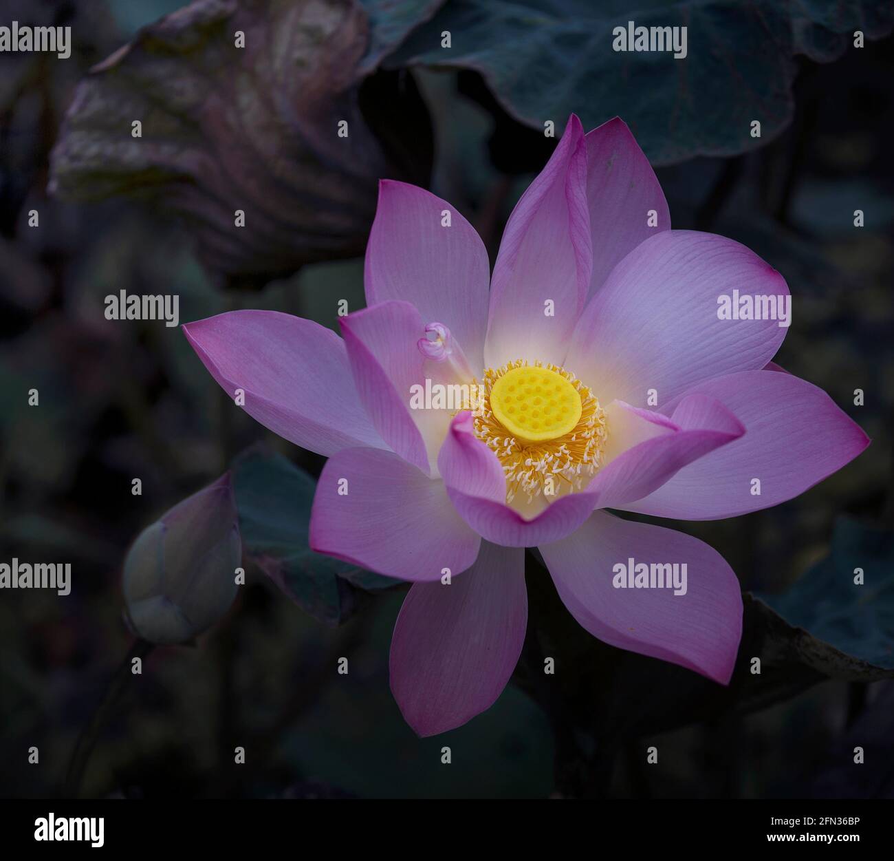 lotus flower blooming Stock Photo - Alamy