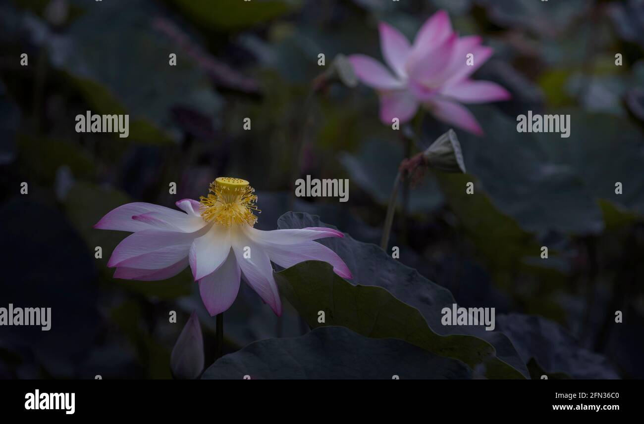 lotus flower blooming Stock Photo - Alamy