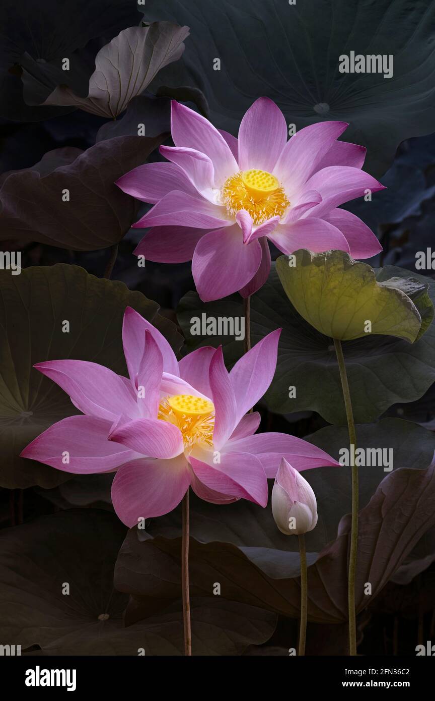 lotus flower blooming Stock Photo - Alamy