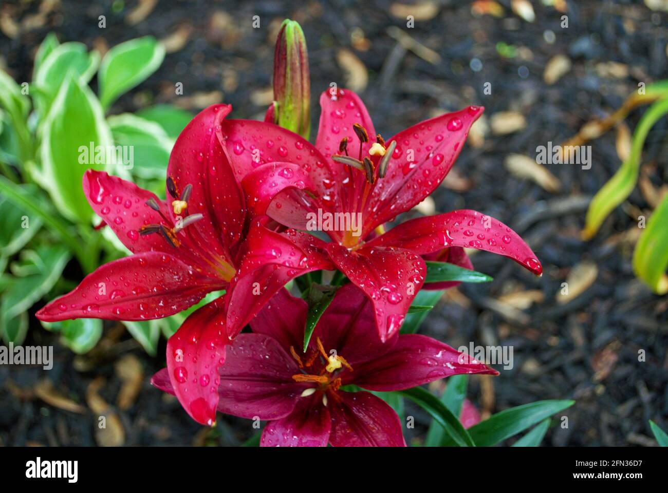 Red lily flower blooming early in the season spring Stock Photo - Alamy