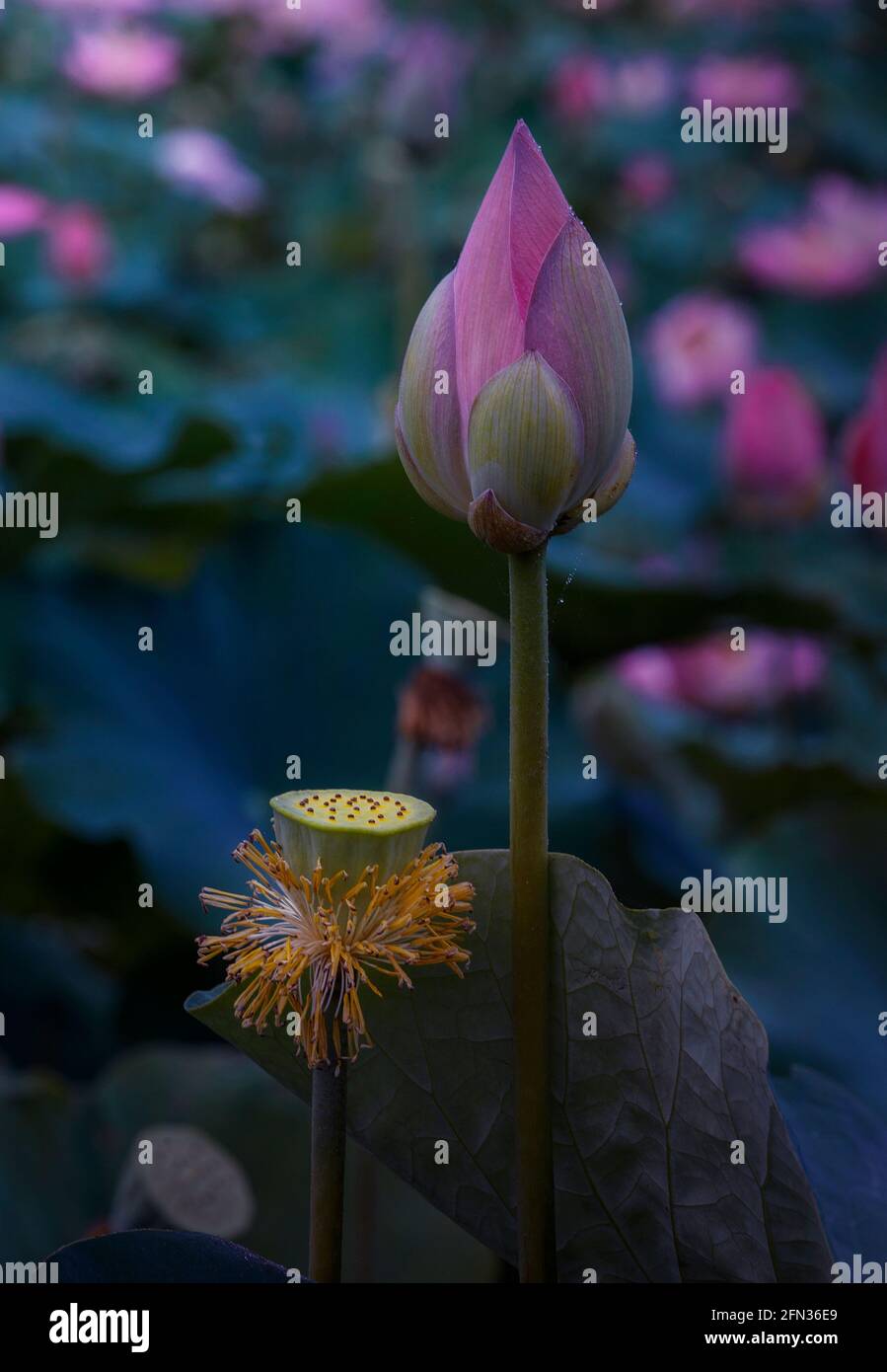 lotus flower blooming Stock Photo - Alamy