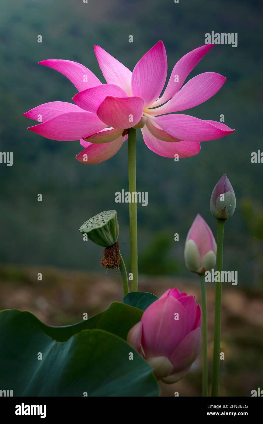lotus flower blooming Stock Photo - Alamy