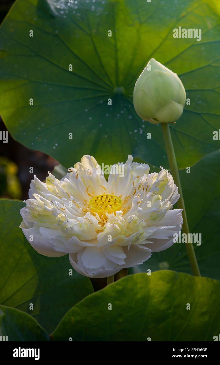 lotus flower blooming Stock Photo - Alamy