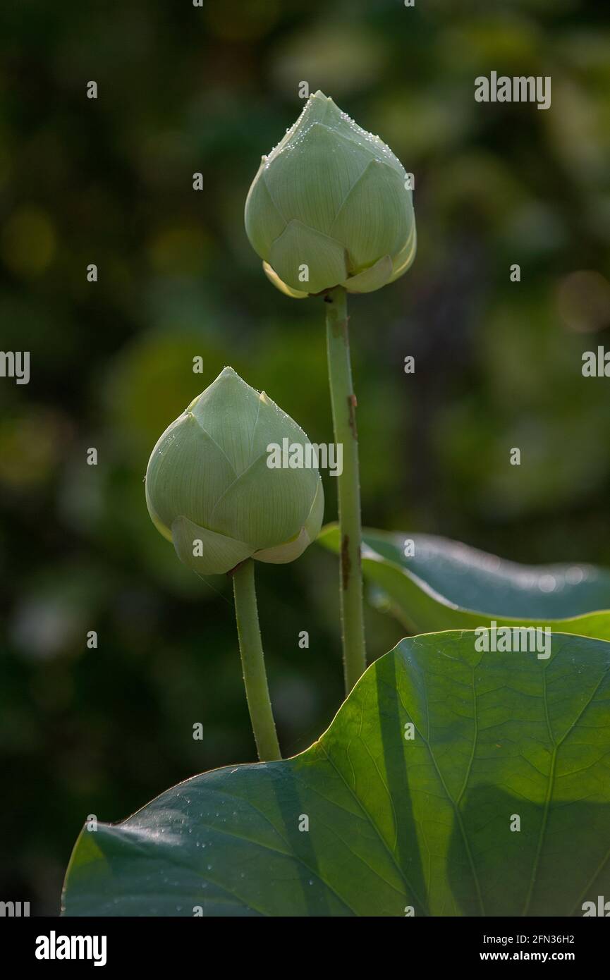 lotus flower blooming Stock Photo - Alamy