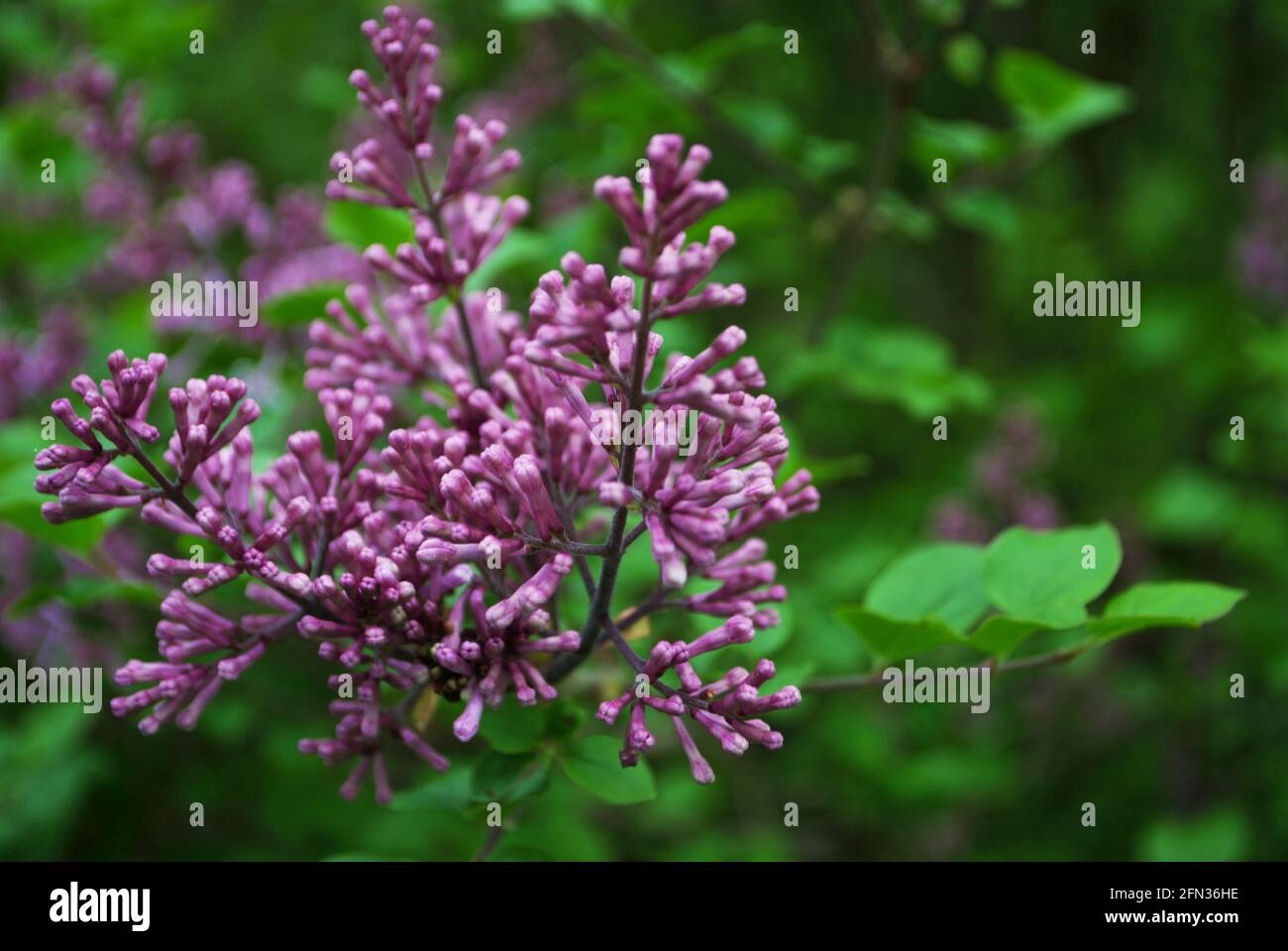 Purple flowers on a bush in the spring Stock Photo - Alamy