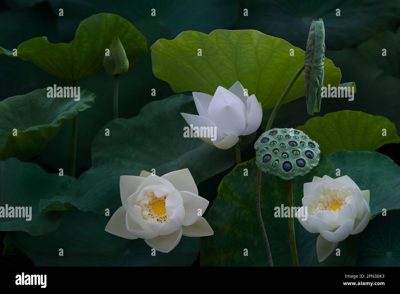 lotus flower blooming Stock Photo - Alamy