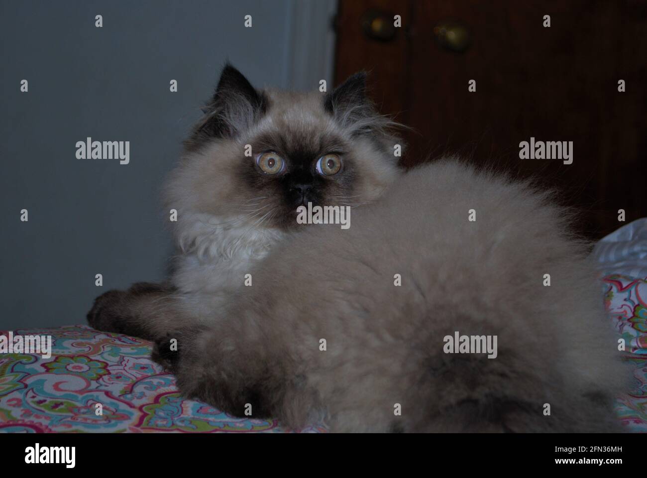 itty bitty Himalayan kitten looking nervously into the distance Stock ...
