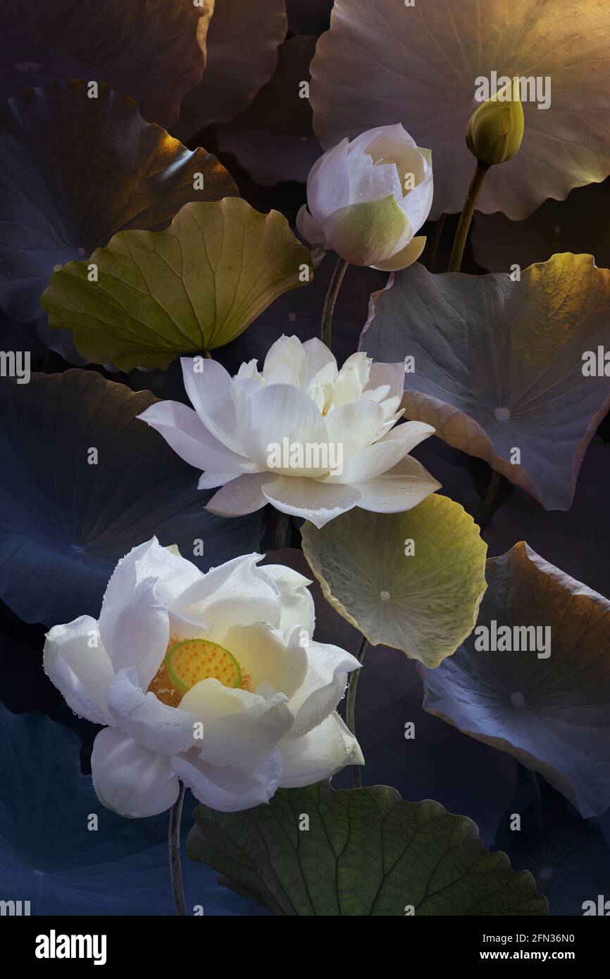 lotus flower blooming Stock Photo - Alamy