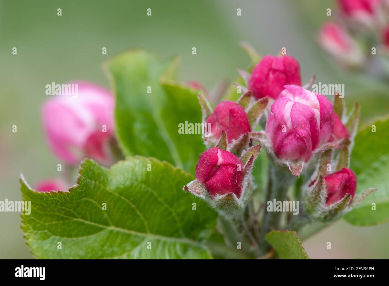 Macro shot of an apple branch at the pink bud growth stage Stock Photo ...