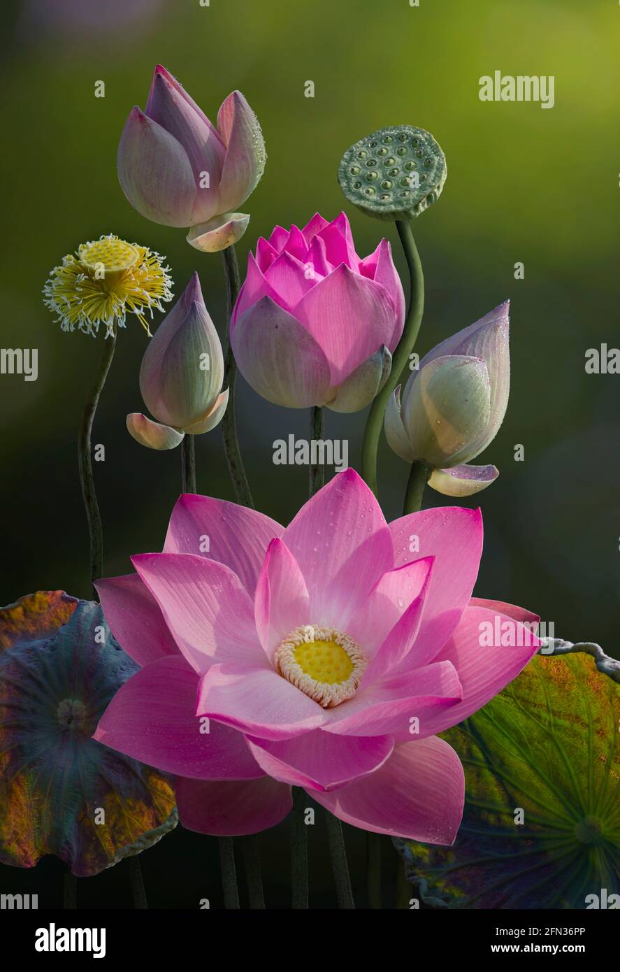 lotus flower blooming Stock Photo - Alamy