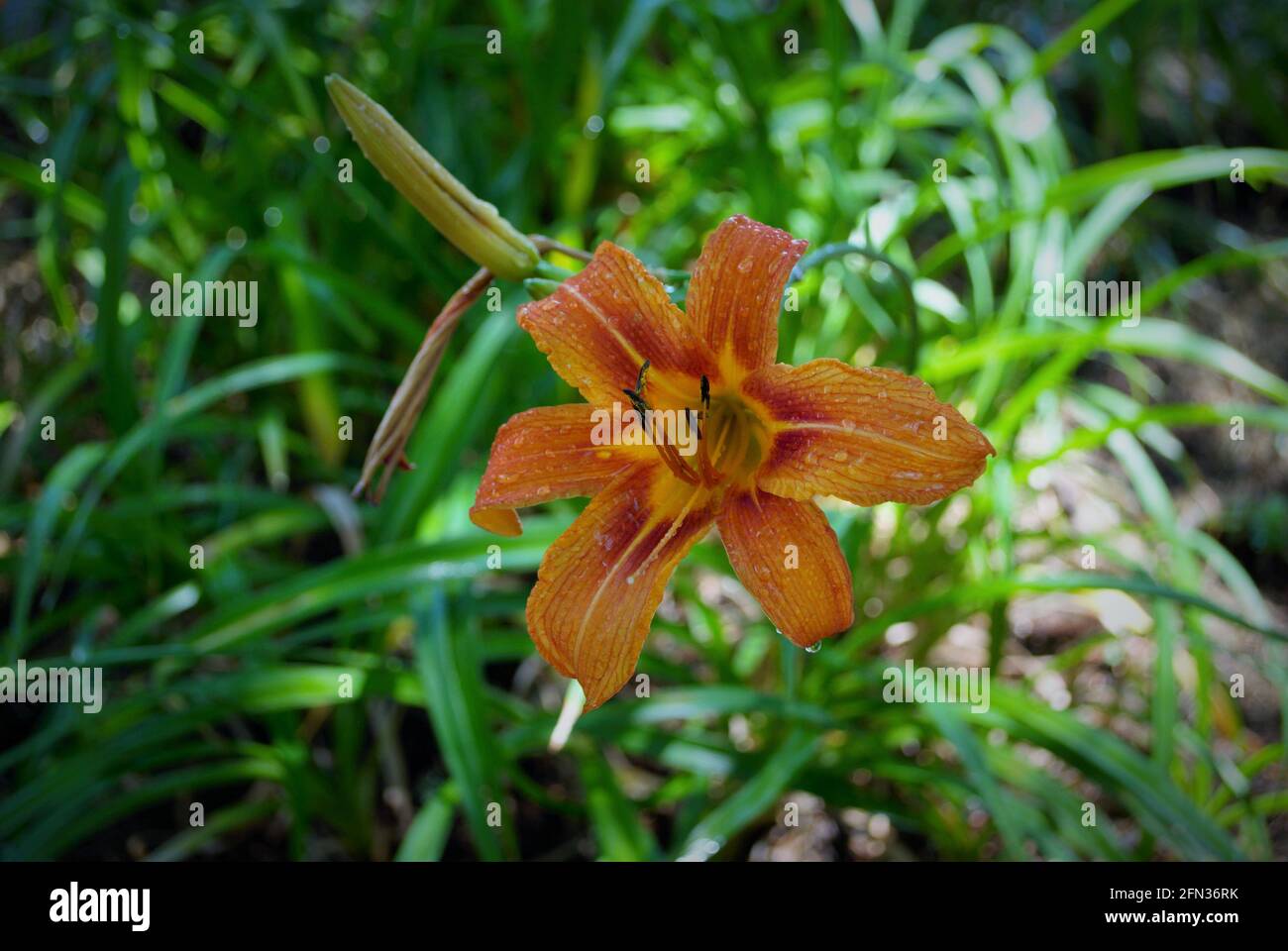 Orange lily flower blooming early in the season spring Stock Photo - Alamy
