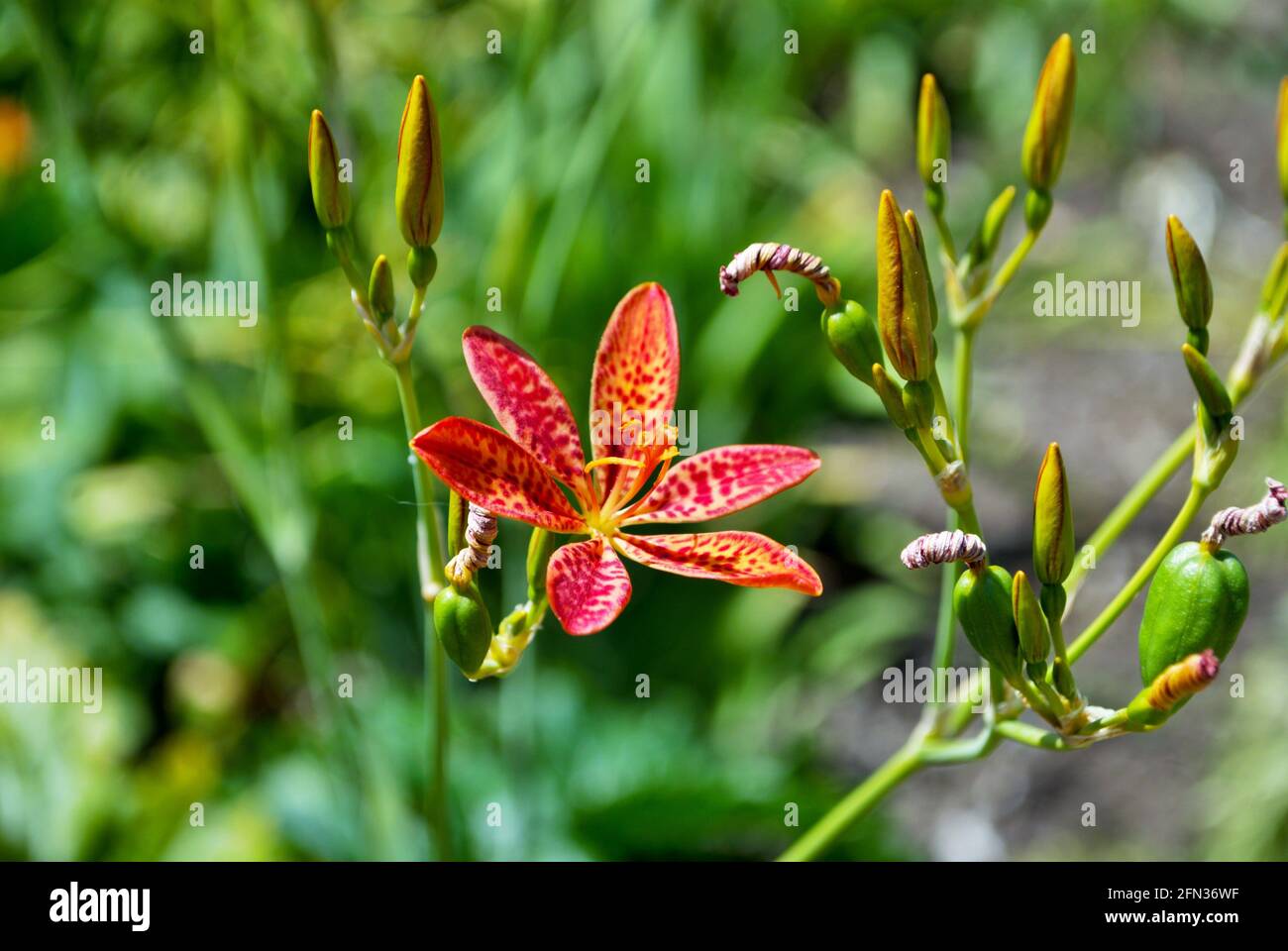 Leopard lily hi-res stock photography and images - Alamy