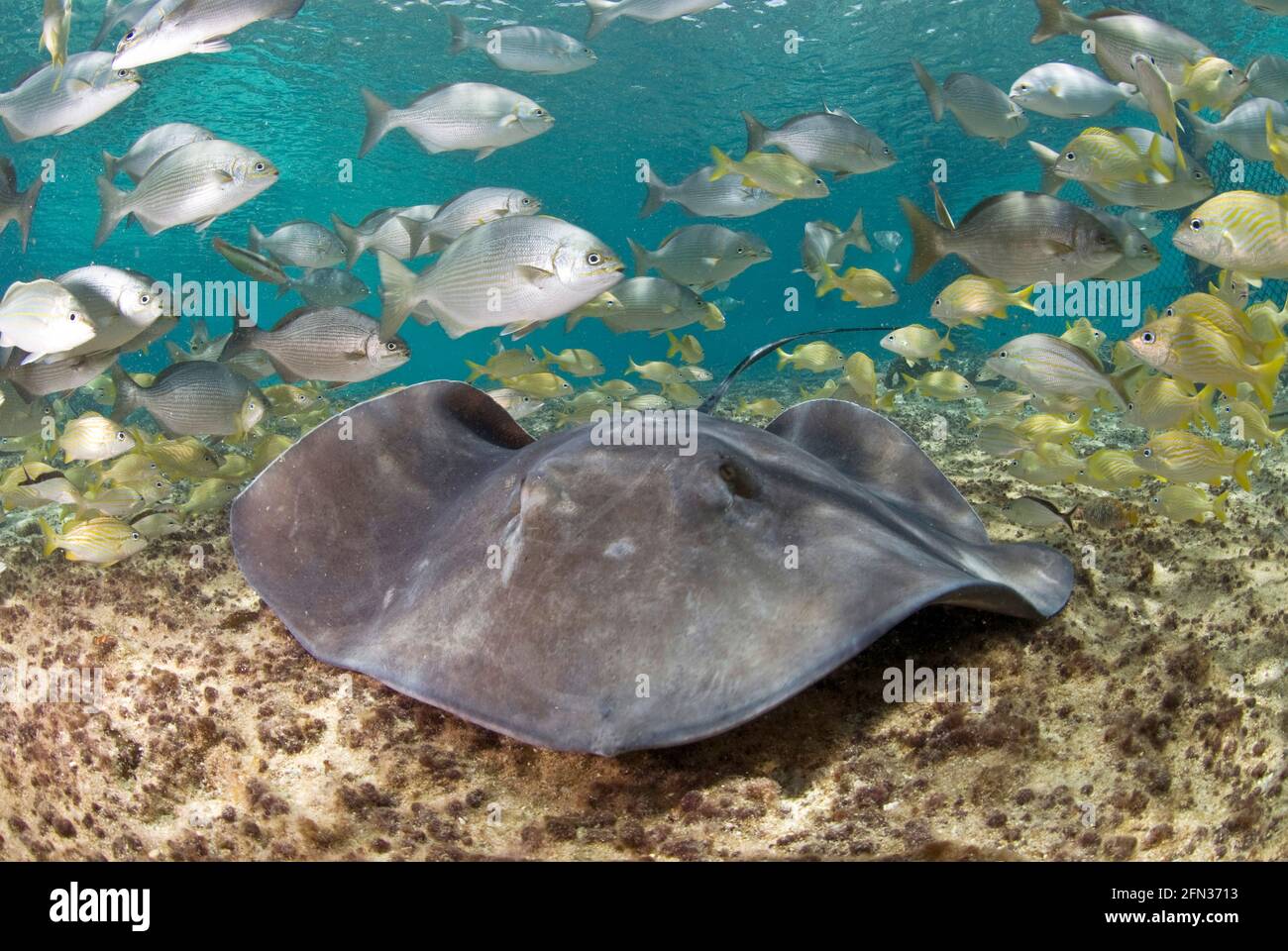 Hypanus hi-res stock photography and images - Alamy