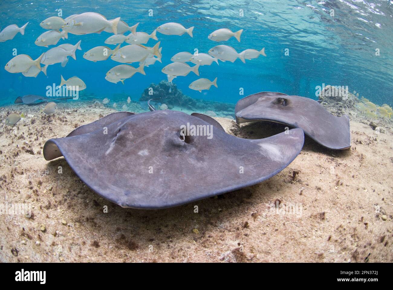 Stingray, (Dasyatis thetidis), Cozumel, Mexico, Caribbean Stock Photo ...