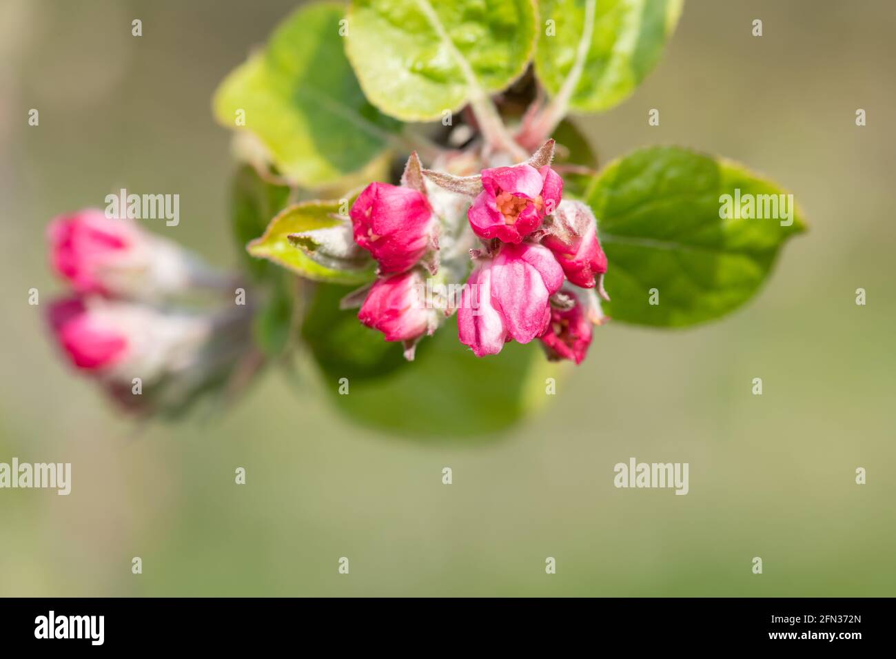 Macro shot of an apple branch at the pink bud growth stage Stock Photo ...