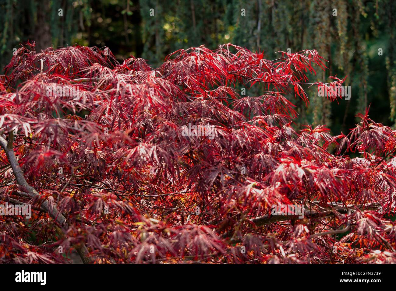 Nature of green and red leaf in garden at summer. Natural green leaves ...