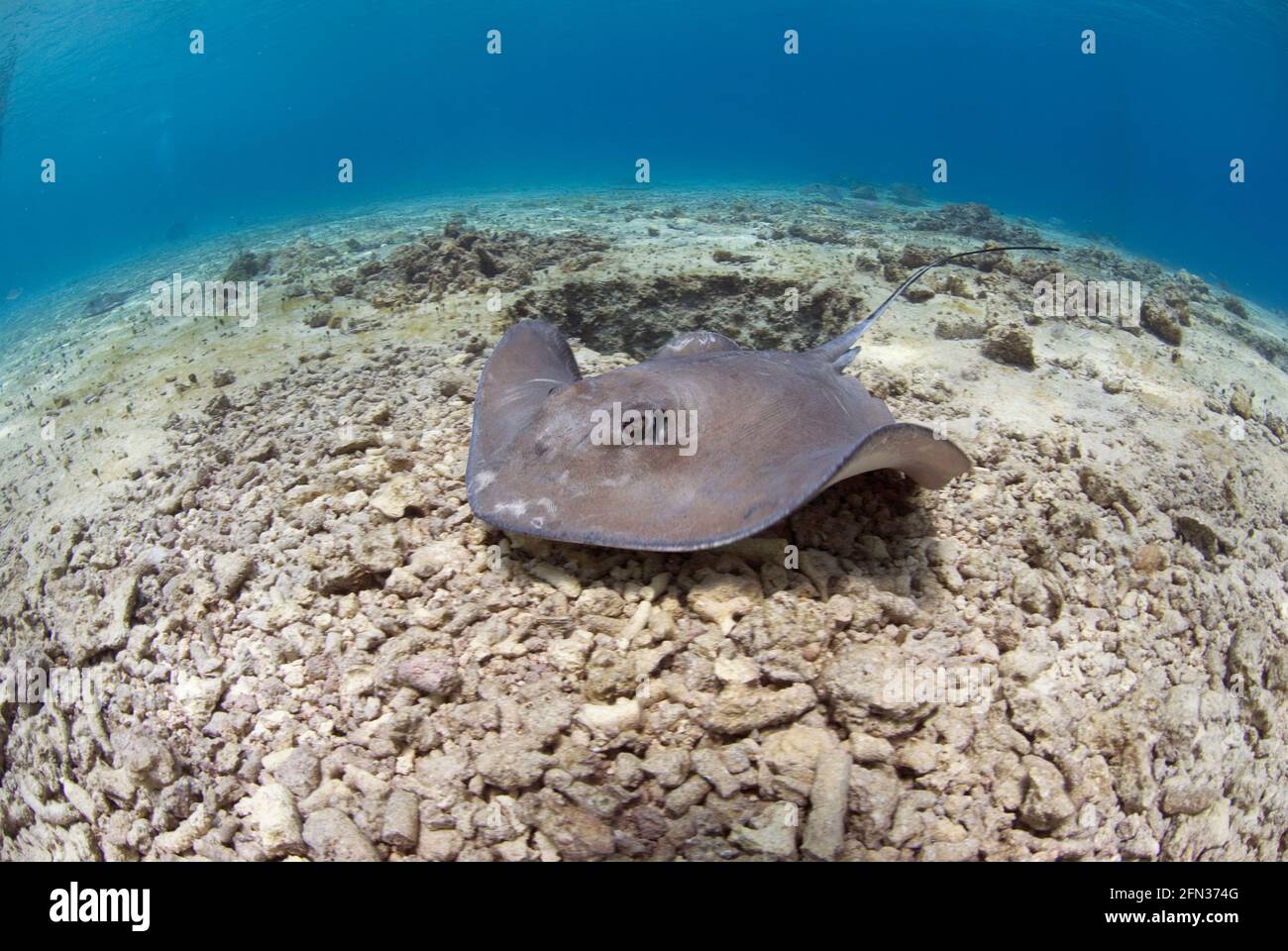 Hypanus hi-res stock photography and images - Alamy