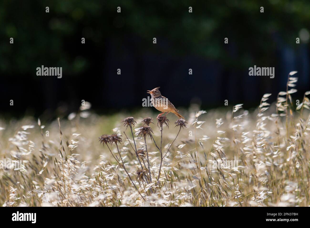 Field lark hi-res stock photography and images - Alamy