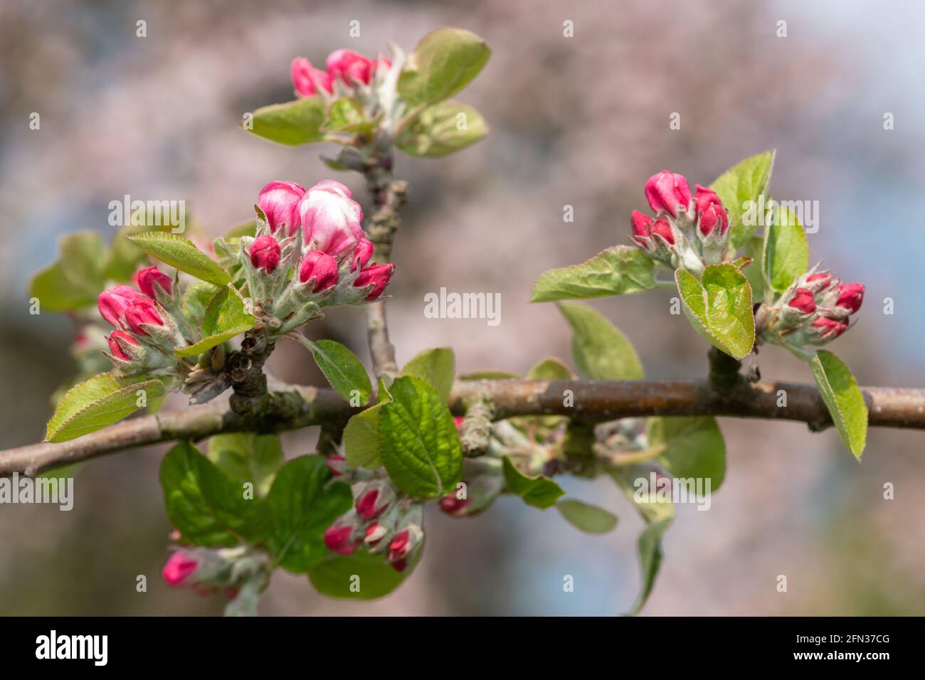 Close up of an apple branch at the pink bud growth stage Stock Photo ...