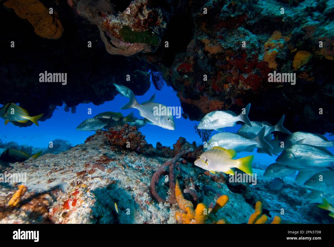 Fish, Cozumel, Mexico, Caribbean Stock Photo - Alamy