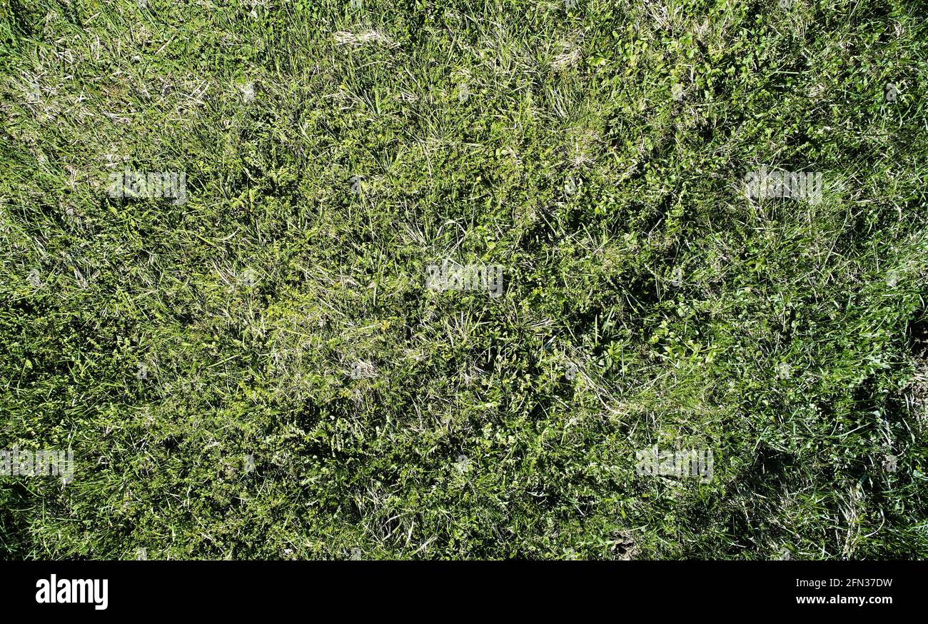 Abstract green grass texture above drone top view. Natural flora ...