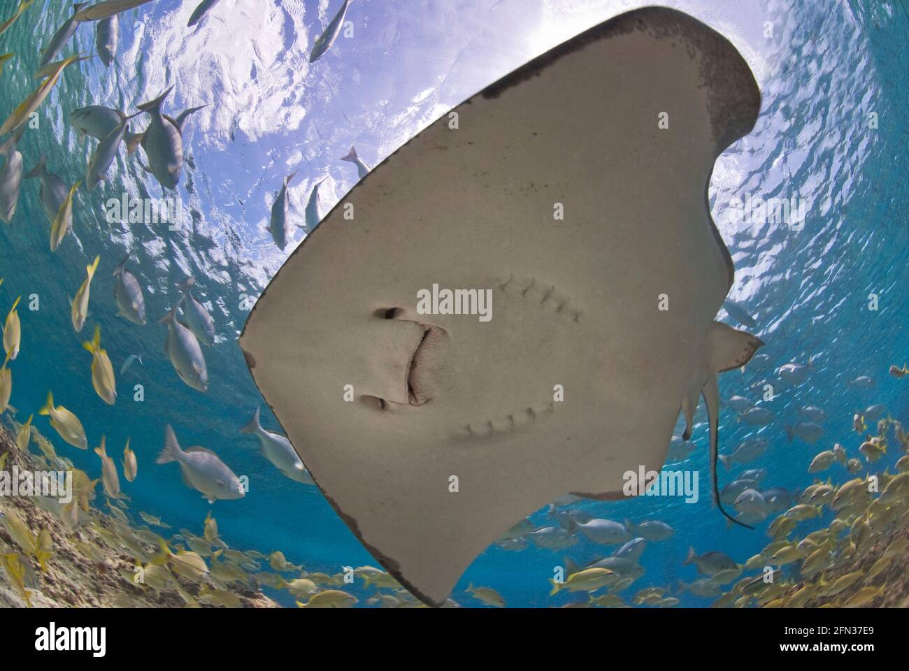 Hypanus hi-res stock photography and images - Alamy