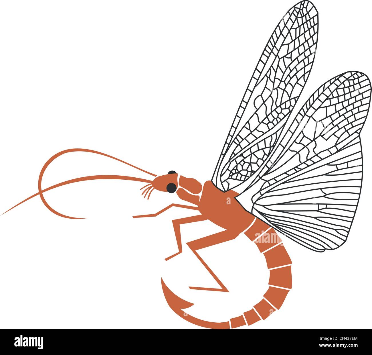 Stonefly Stock Vector Images - Alamy