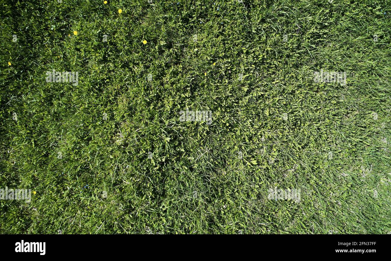 Green grass with yellow flower background above top view Stock Photo ...