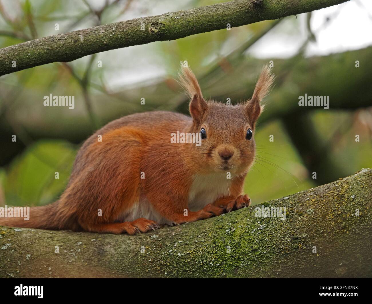 Eurasian Red Squirrel (Sciurus vulgaris) posing nicely on branches of ...