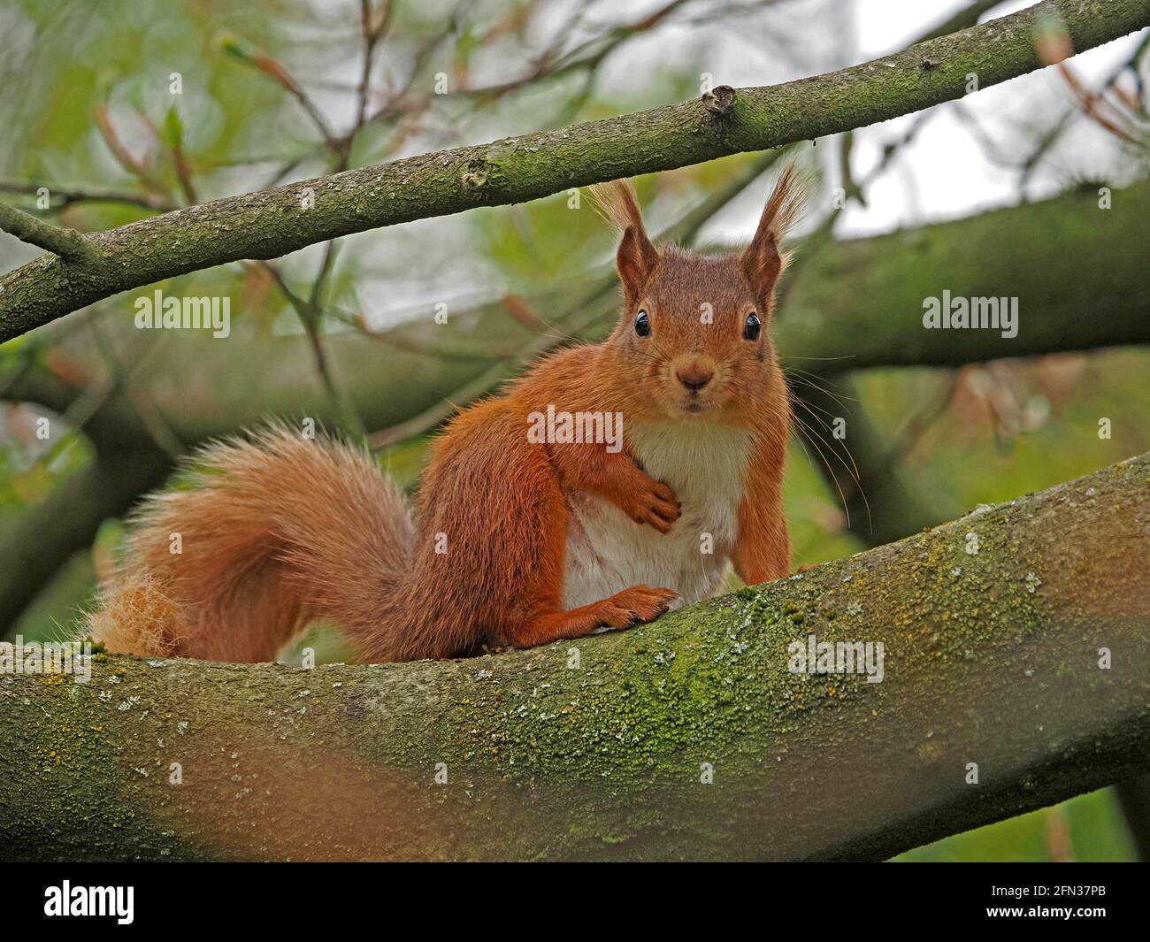 Eurasian Red Squirrel Sciurus Vulgaris Posing Nicely On Branches Of Beech Tree Fagus
