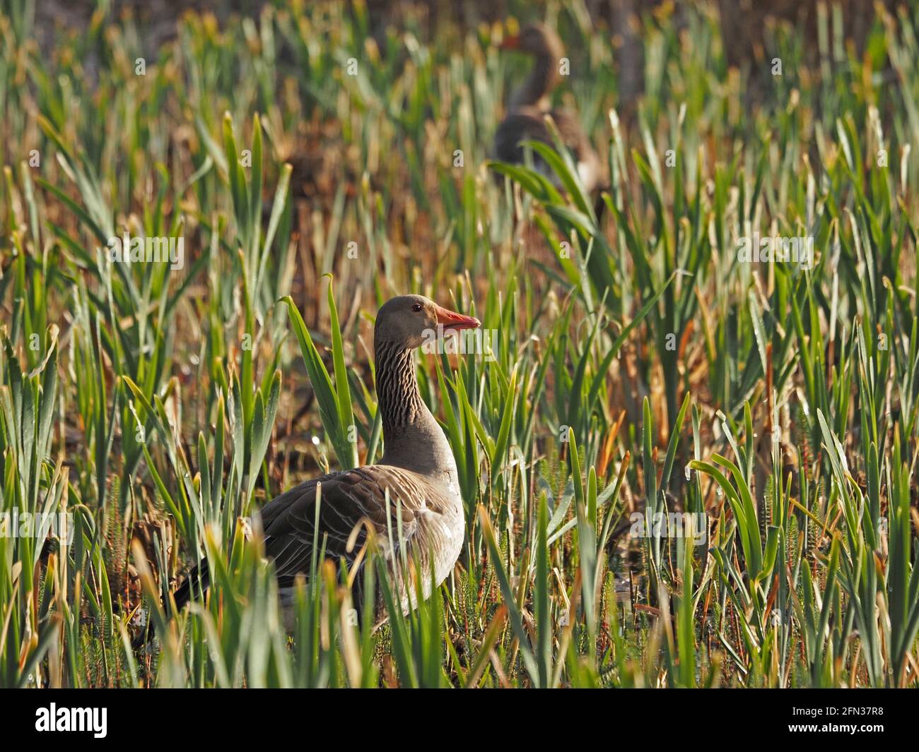 pair of Greylag Geese (Anser anser) in reeds at dawn in Leighton Moss ...
