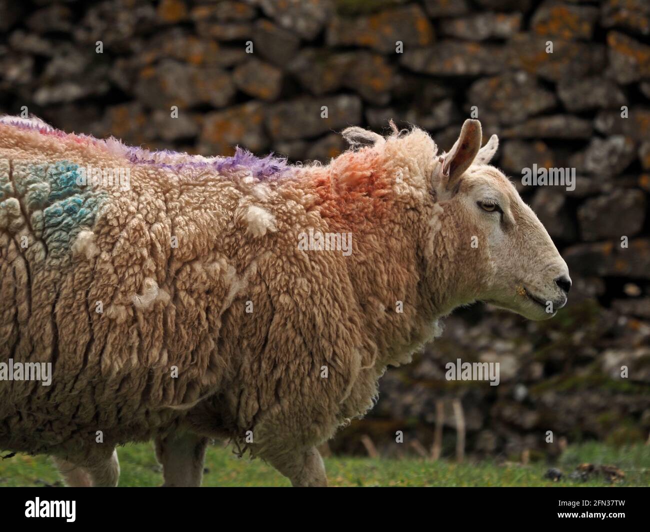 Purple blue head and neck hi-res stock photography and images - Alamy
