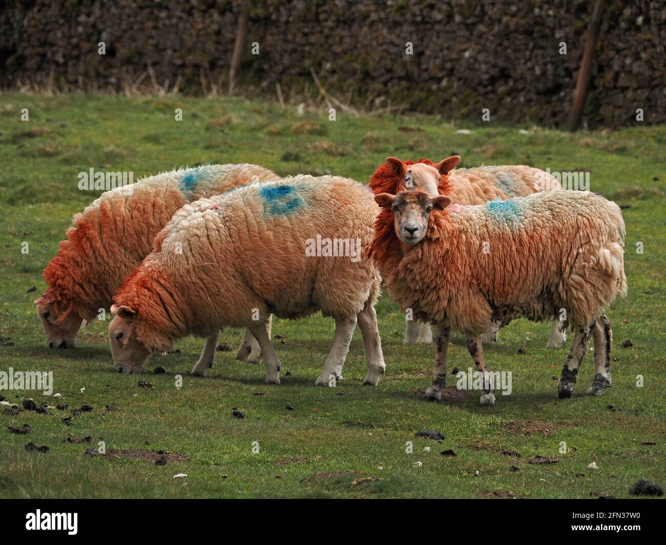 bright red dye on neck & head of four woolly sheep with blue dyed B on ...