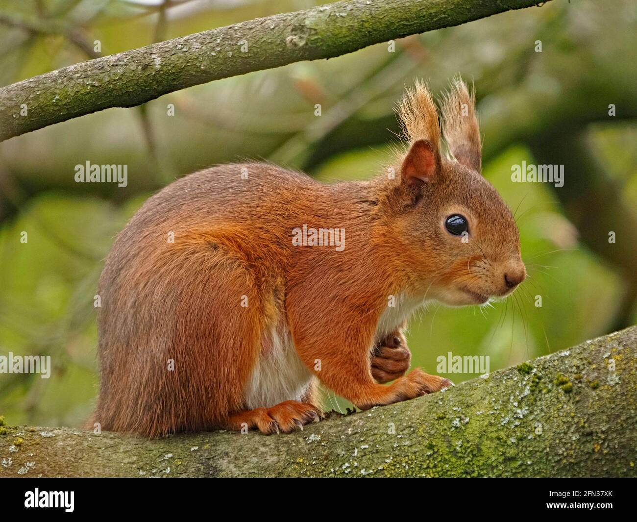 Eurasian Red Squirrel (Sciurus vulgaris) posing nicely on branches of ...