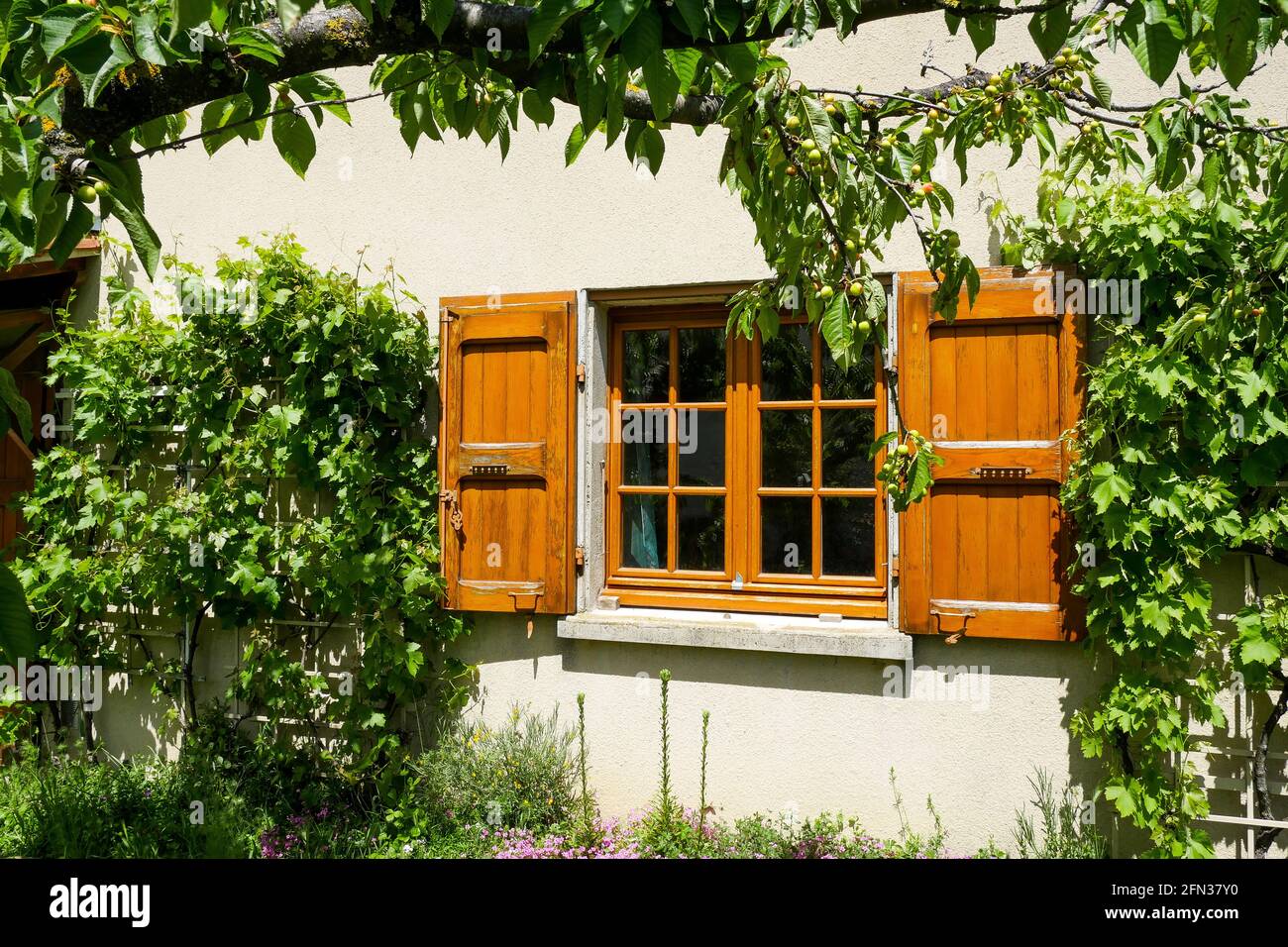 Garden in spring, Livron, Drôme, France Stock Photo - Alamy