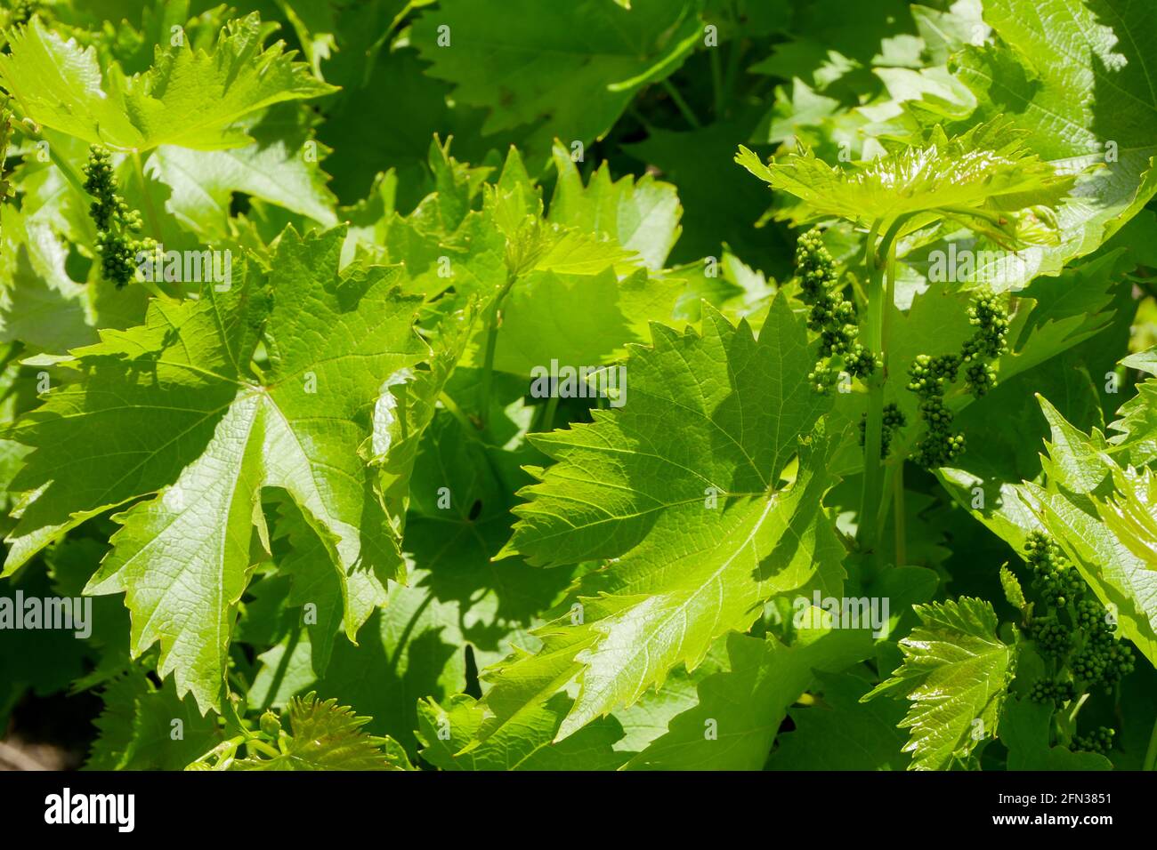 Garden in spring, Livron, Drôme, France Stock Photo - Alamy