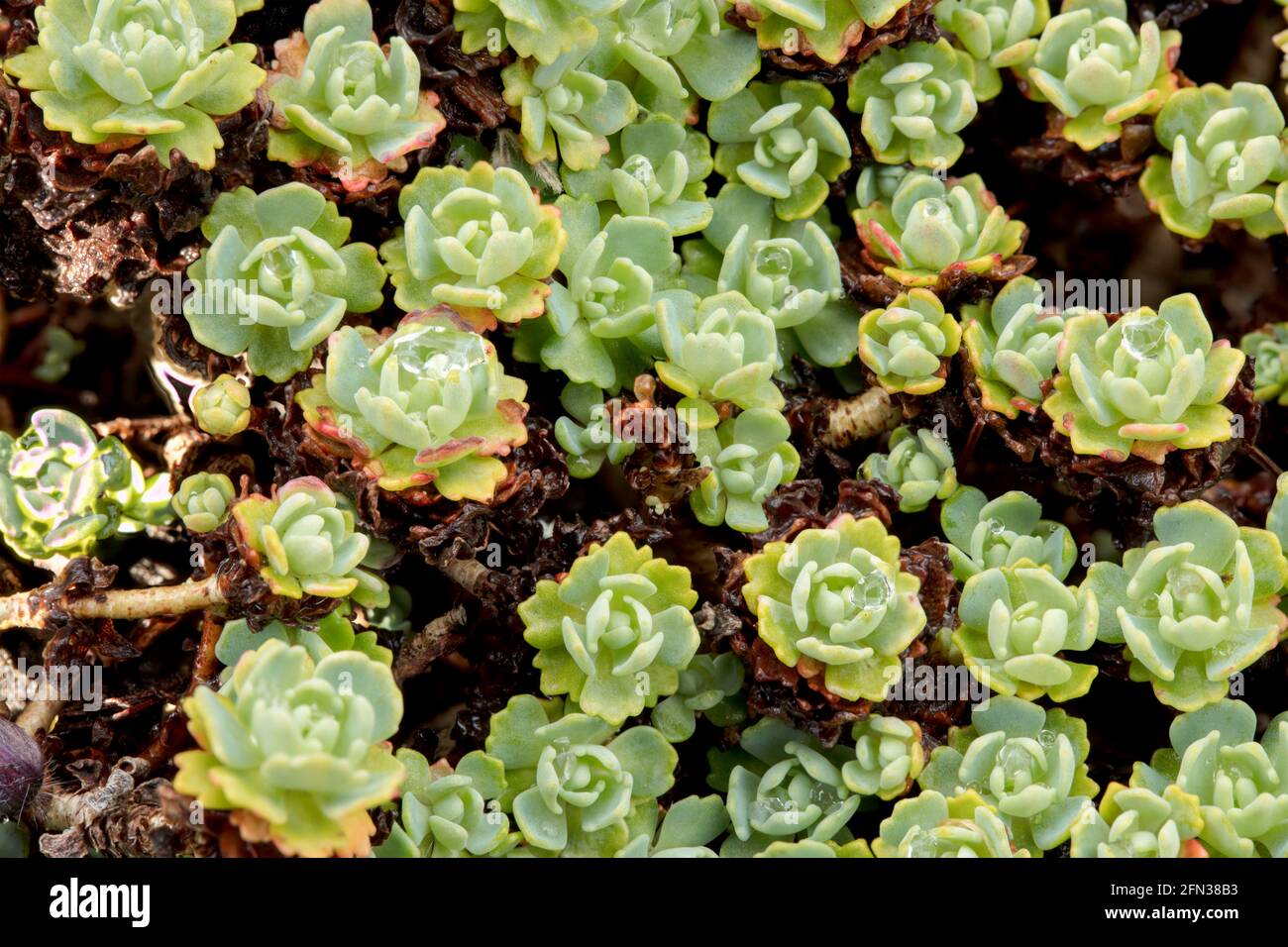 Forming mounds hi-res stock photography and images - Alamy